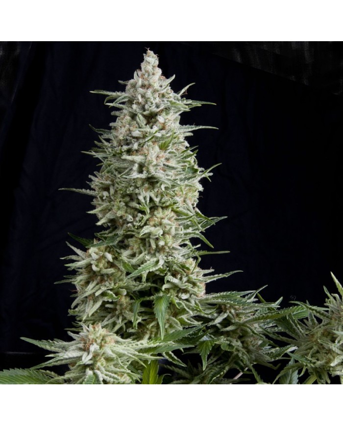 AUTO AMNESIA GOLD (3U+1) - PYRAMID SEEDS